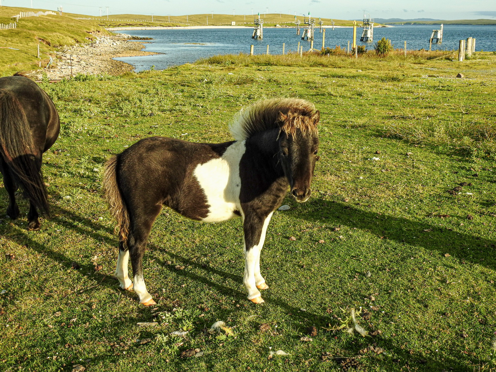 Ponies Express | R Robertson & Son Ltd